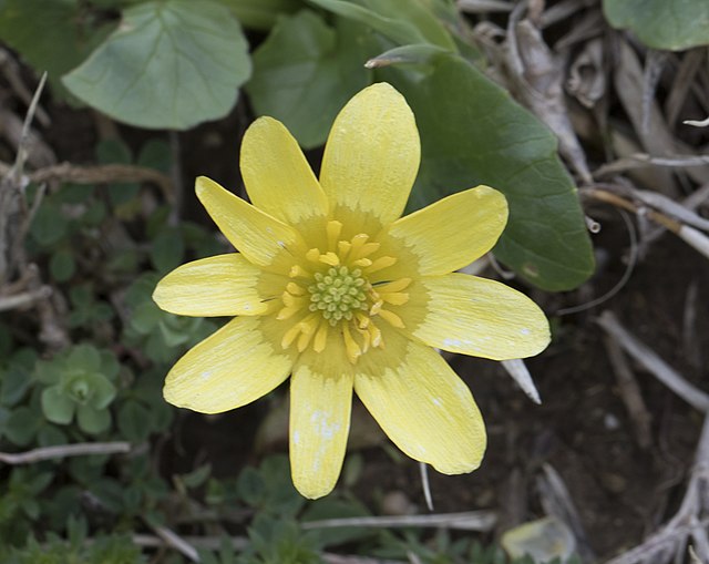 Lesser Celandine (Ficaria verna) Identification