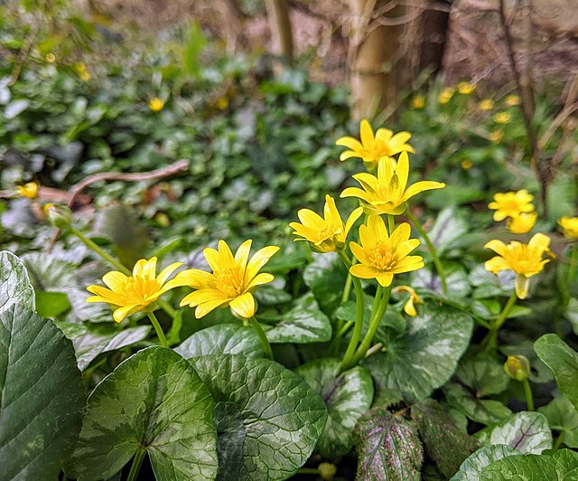 Lesser Celandine (Ficaria verna) Identification