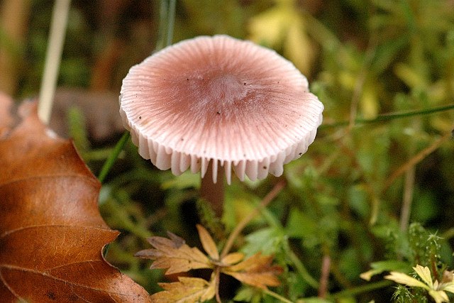 Lilac Bonnet (Mycena pura) Identification