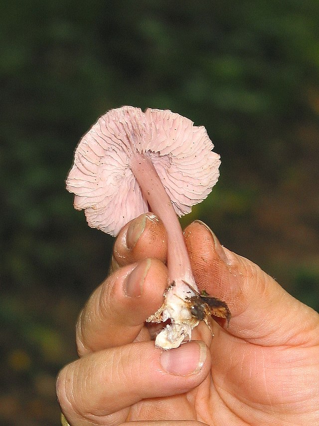 Lilac Bonnet (Mycena pura) Identification