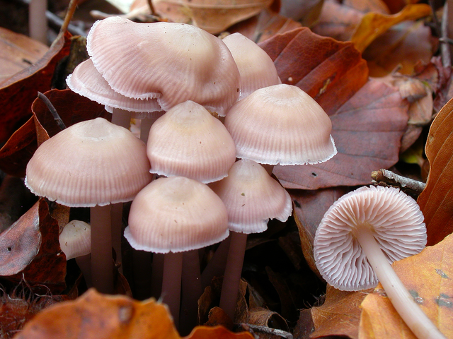Lilac Bonnet (Mycena pura) Identification