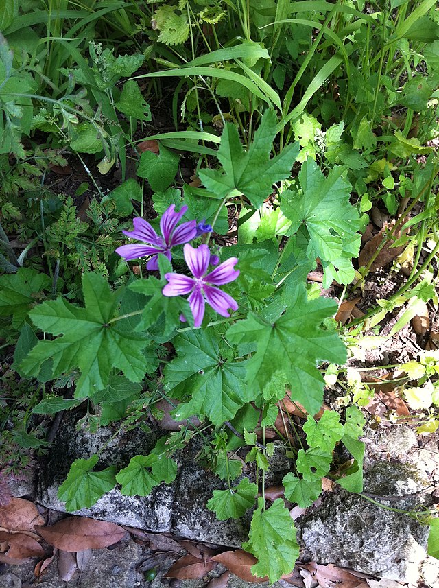 Common Mallow (Malva sylvestris) Identification Guide