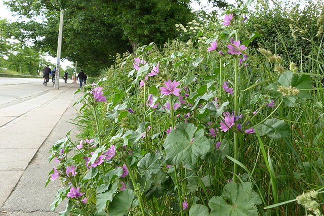 Common Mallow (Malva sylvestris) Identification Guide