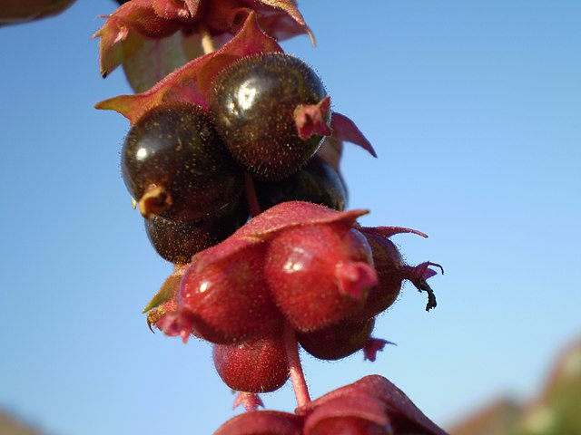 Pheasant berry (Leycesteria formosa) Identification Guide