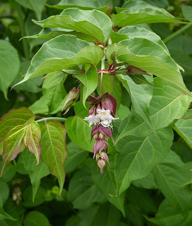 Pheasant berry (Leycesteria formosa) Identification Guide