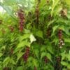 Pheasant berry (Leycesteria formosa) Identification Guide