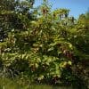 Pheasant berry (Leycesteria formosa) Identification Guide