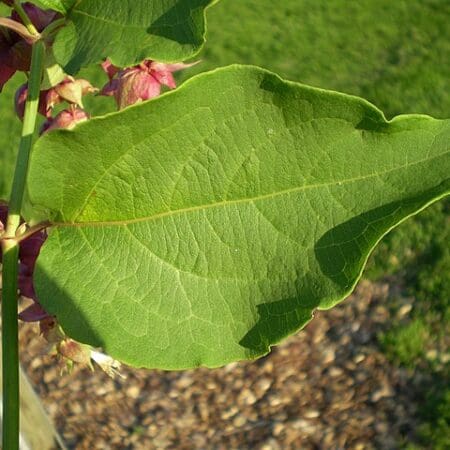 Pheasant berry (Leycesteria formosa) Identification Guide