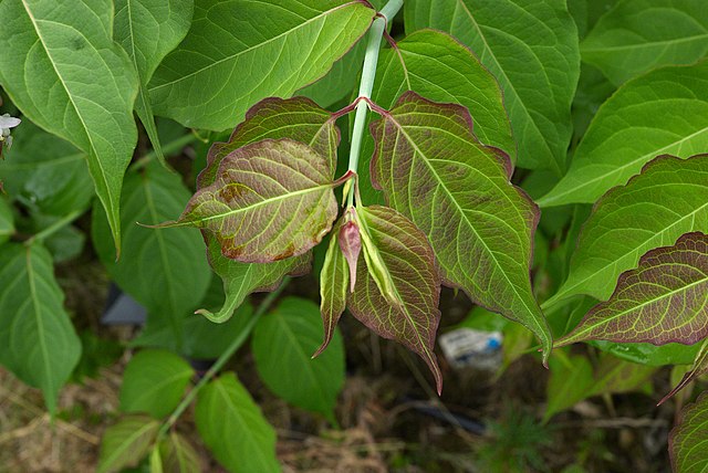 Pheasant berry (Leycesteria formosa) Identification Guide