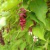 Pheasant berry (Leycesteria formosa) Identification Guide