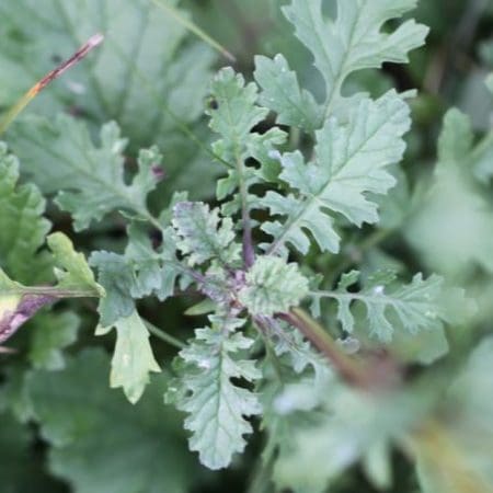 Ragwort (Senecio jacobaea) Identification Guide