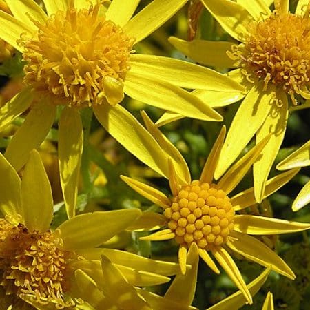 Ragwort (Senecio jacobaea) Identification Guide
