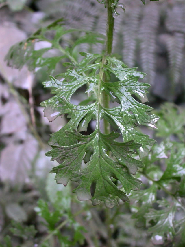 Ragwort (Senecio jacobaea) Identification Guide