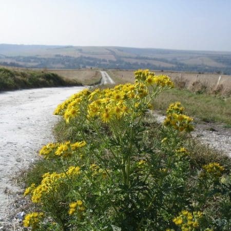 Ragwort (Senecio jacobaea) Identification Guide