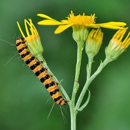 Ragwort (Senecio jacobaea) Identification Guide