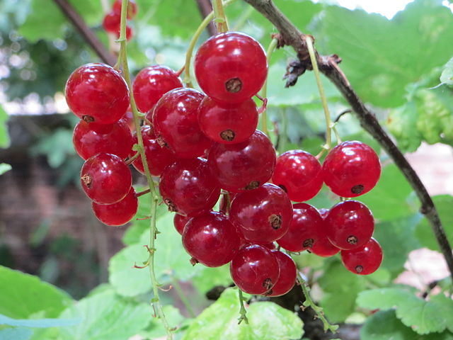 Redcurrant (Ribes rubrum) Identification Guide