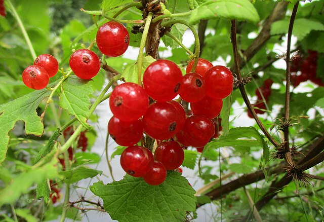 Redcurrant (Ribes rubrum) Identification Guide