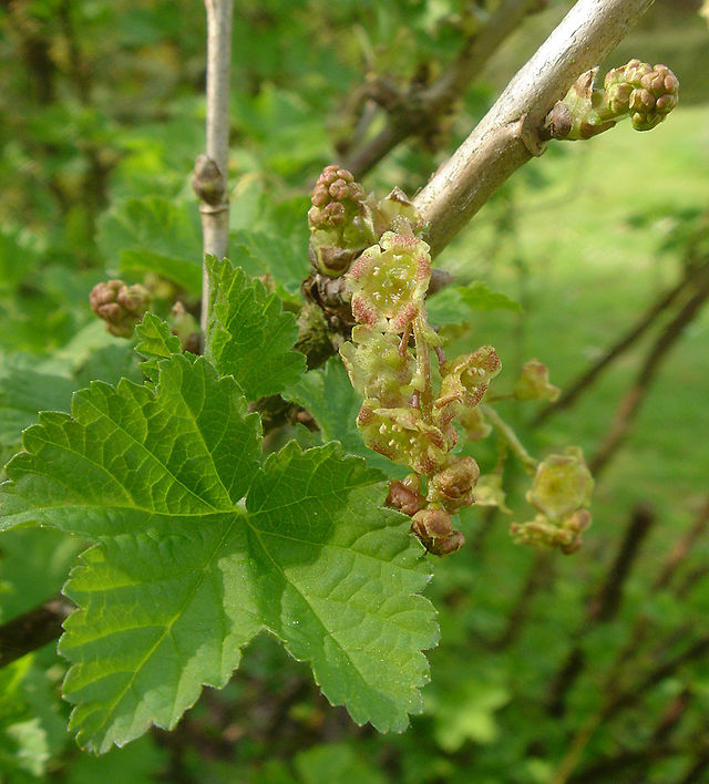Redcurrant (Ribes rubrum) Identification Guide