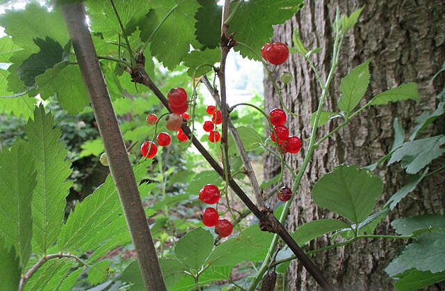 Redcurrant (Ribes rubrum) Identification Guide