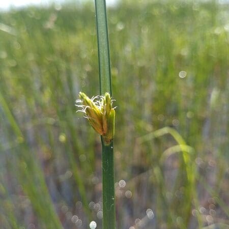Reedmace (Typha latifolia) Identification