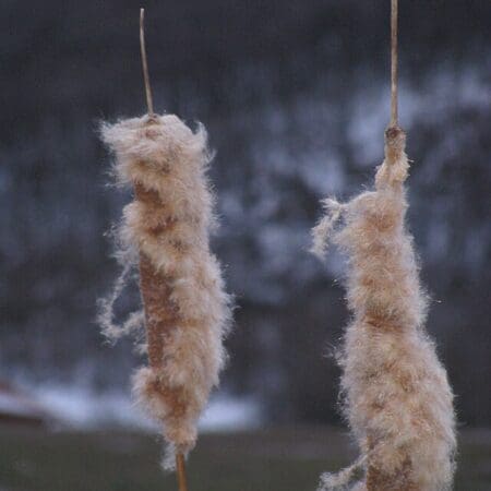 Reedmace (Typha latifolia) Identification