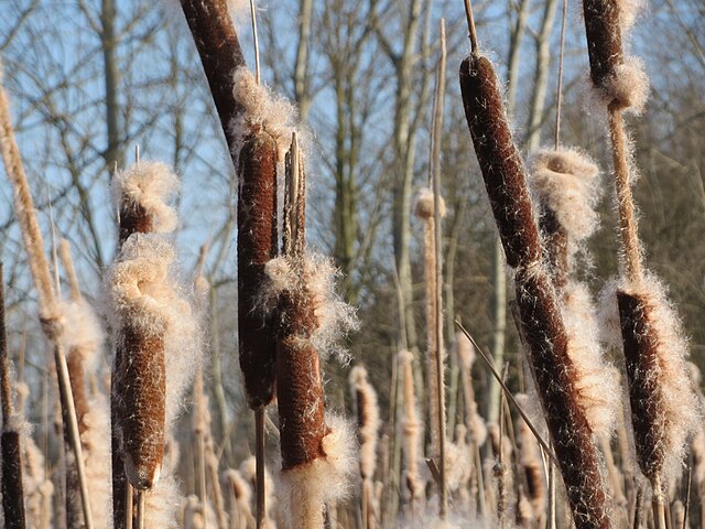 Reedmace (Typha latifolia) Identification