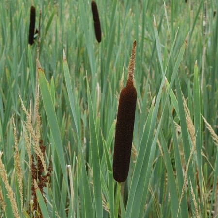 Reedmace (Typha latifolia) Identification