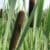 Reedmace (Typha latifolia) Identification