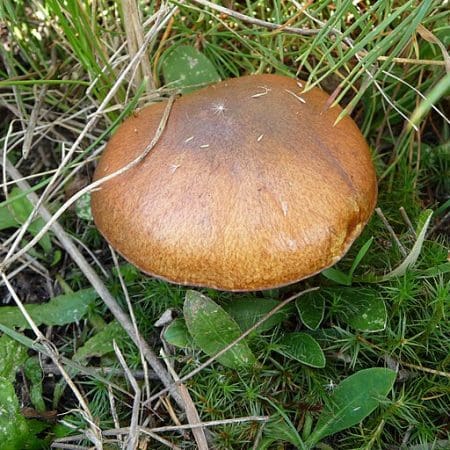 Slippery Jack (Suillus luteus) Identification