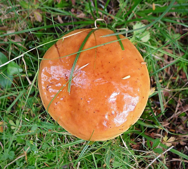 Slippery Jack (Suillus luteus) Identification