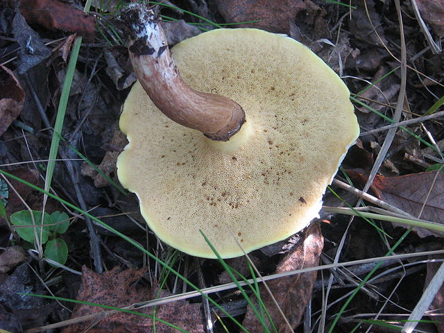 Slippery Jack (Suillus luteus) Identification
