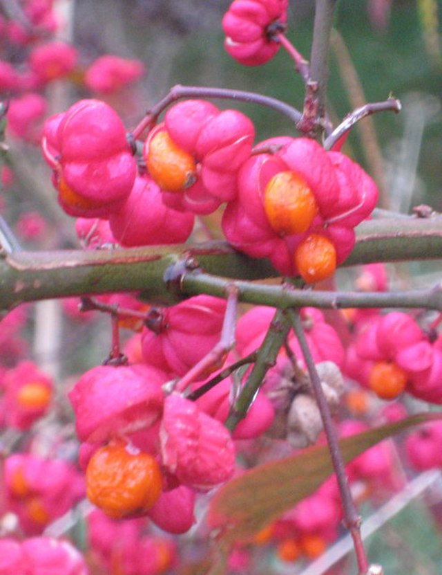 5 of the most toxic berries found in the UK