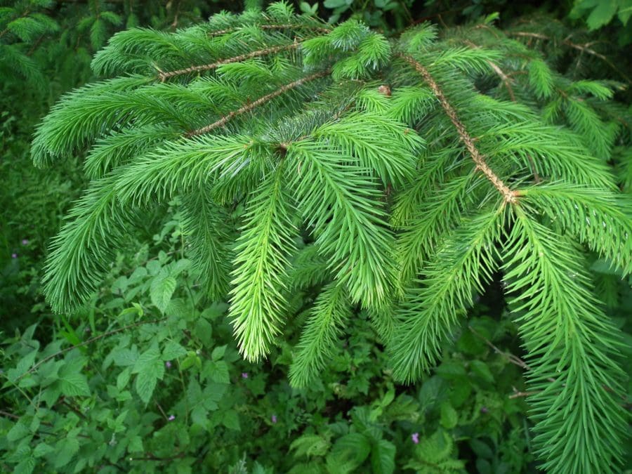 Spruce (Picea abies) Identification Guide