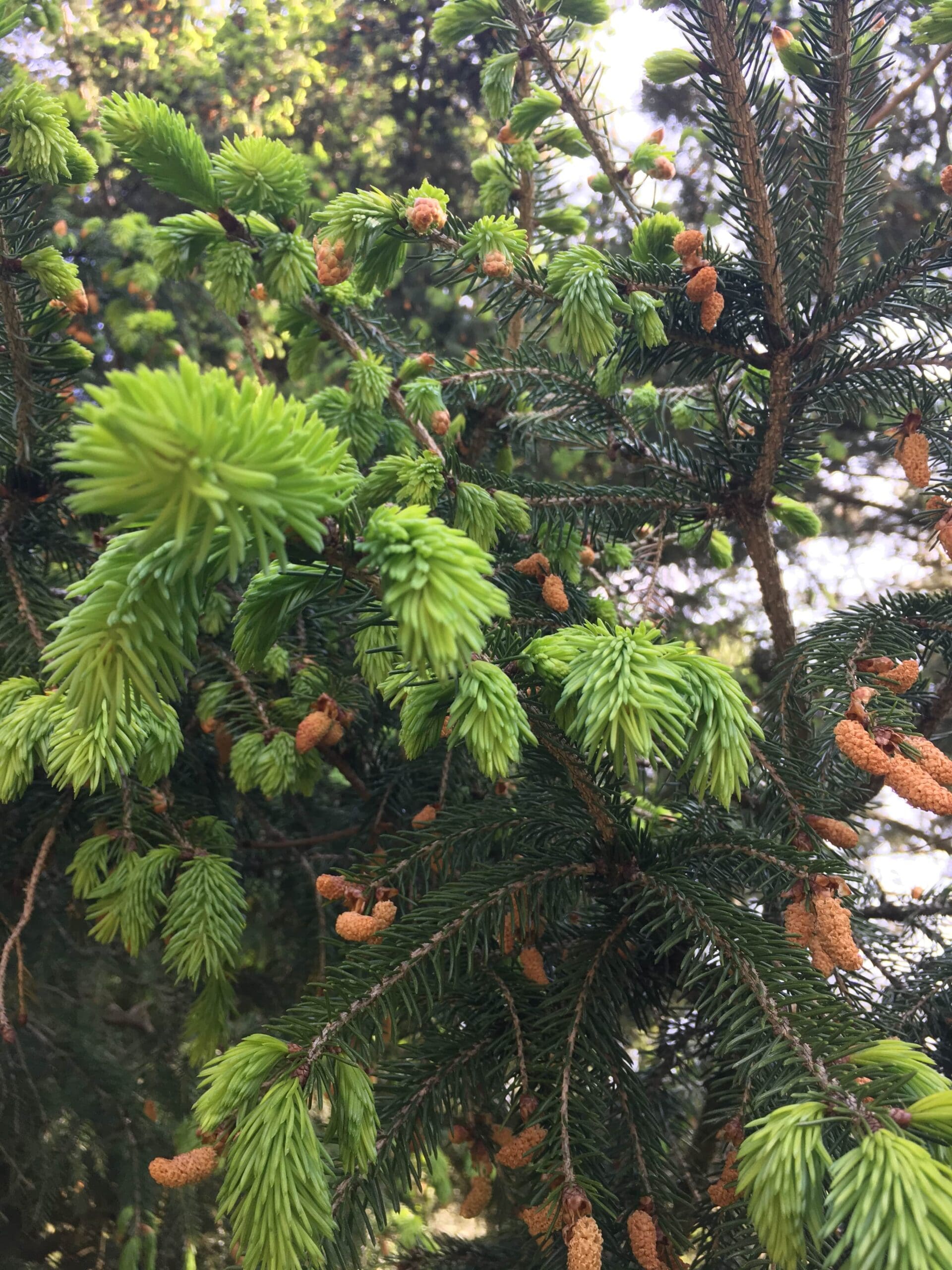 Spruce (Picea abies) Identification Guide