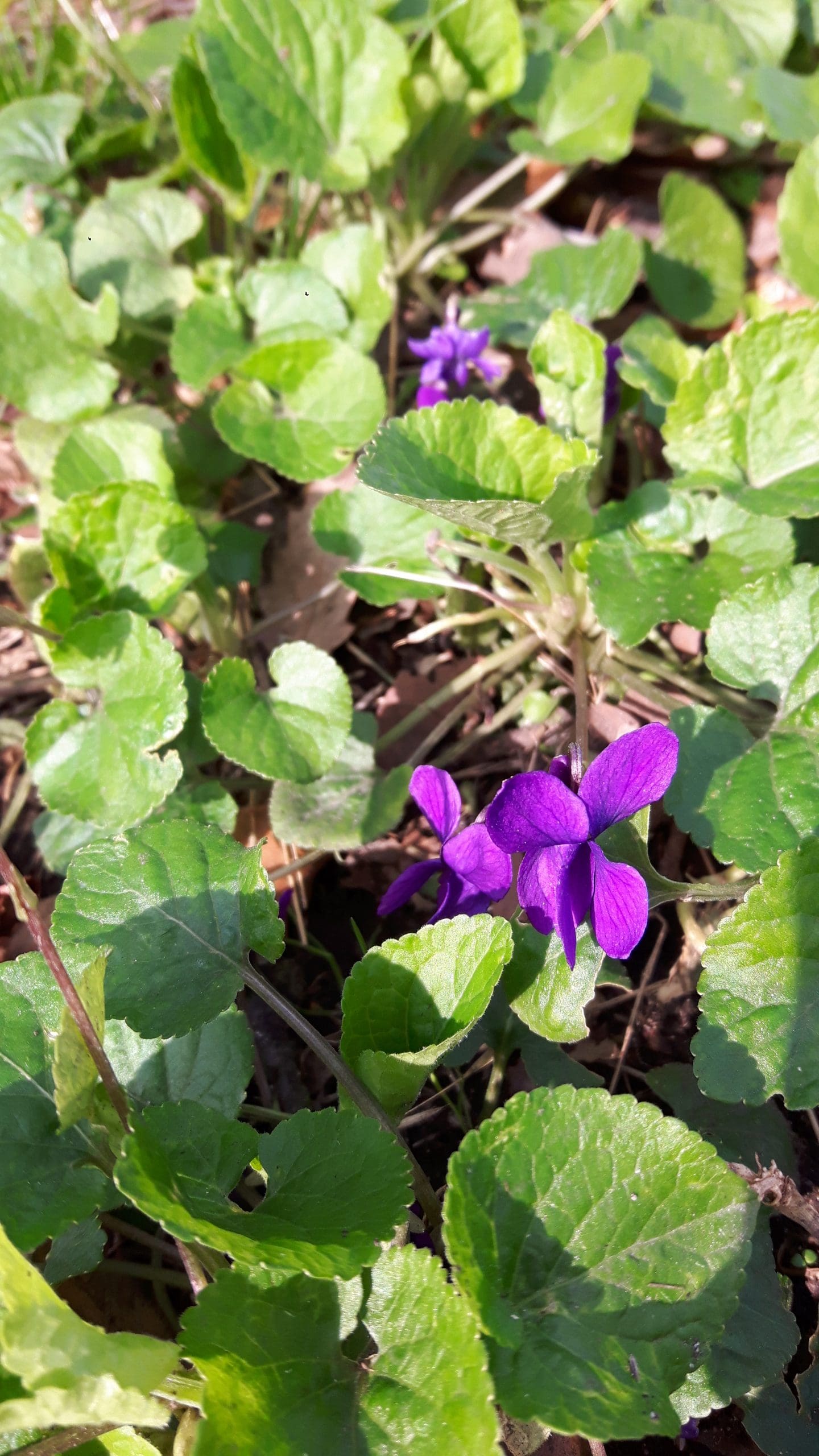 Sweet Violet (Viola odorata) Identification
