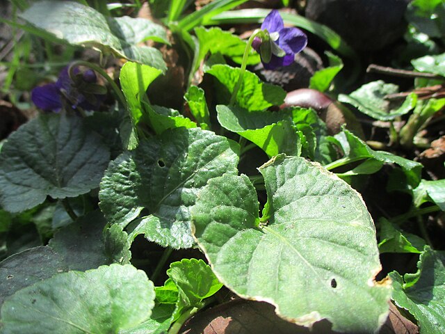 Sweet Violet (Viola odorata) Identification
