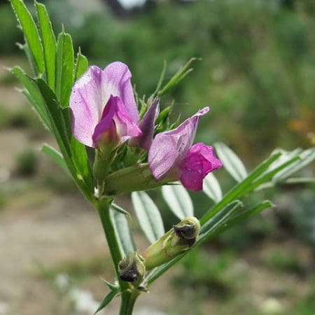 Vetch (Vicia sativa) Identification