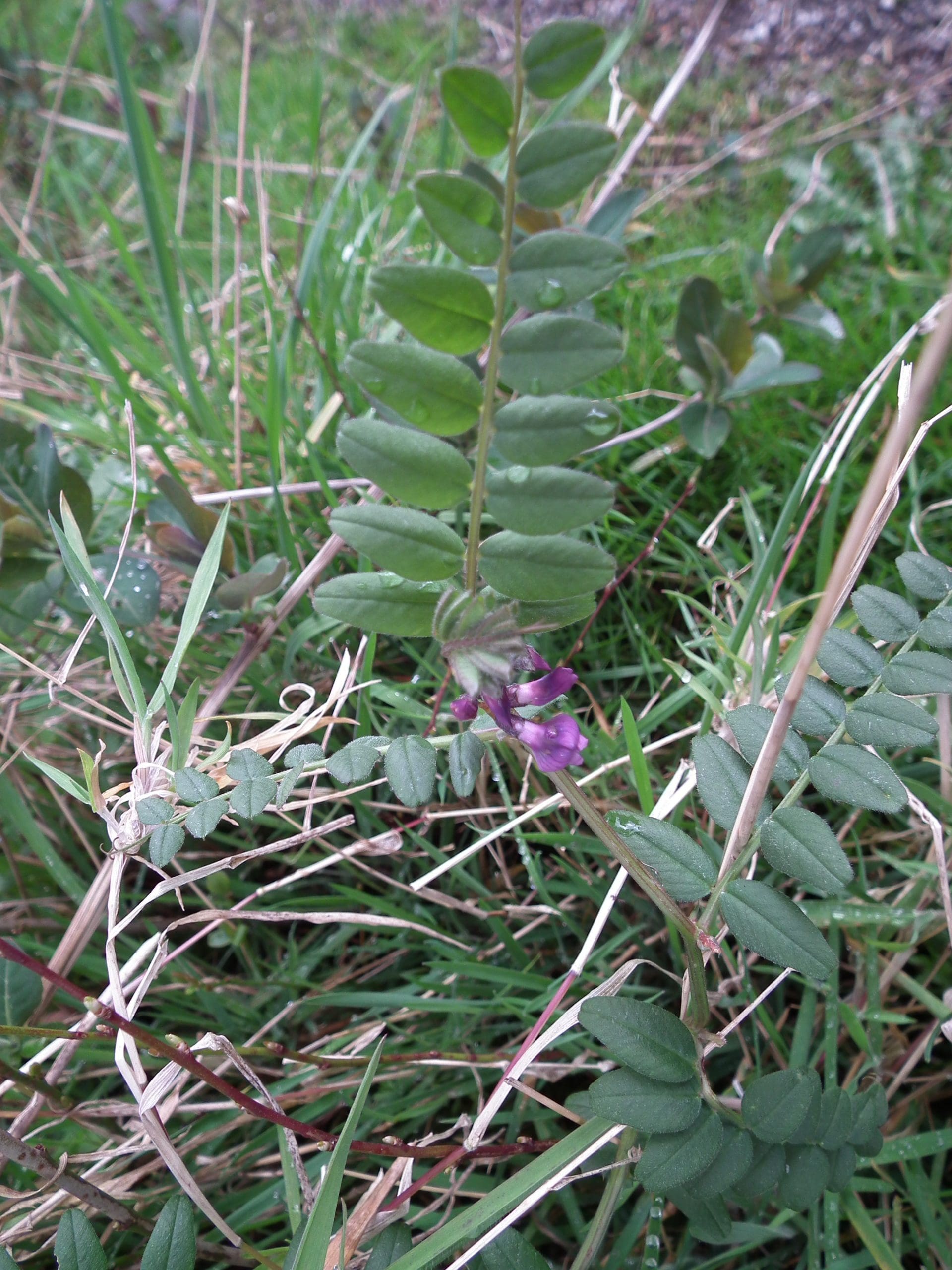 Vetch (Vicia sativa) Identification