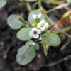 Watercress (Nasturtium officinale) Identification Guide