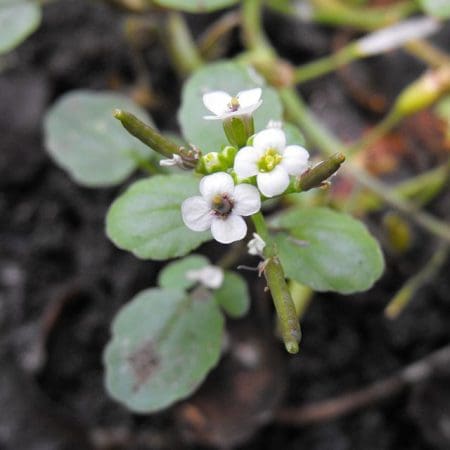Watercress (Nasturtium officinale) Identification Guide