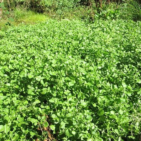 Watercress (Nasturtium officinale) Identification Guide