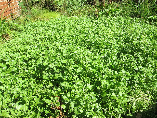 Watercress (Nasturtium officinale) Identification Guide