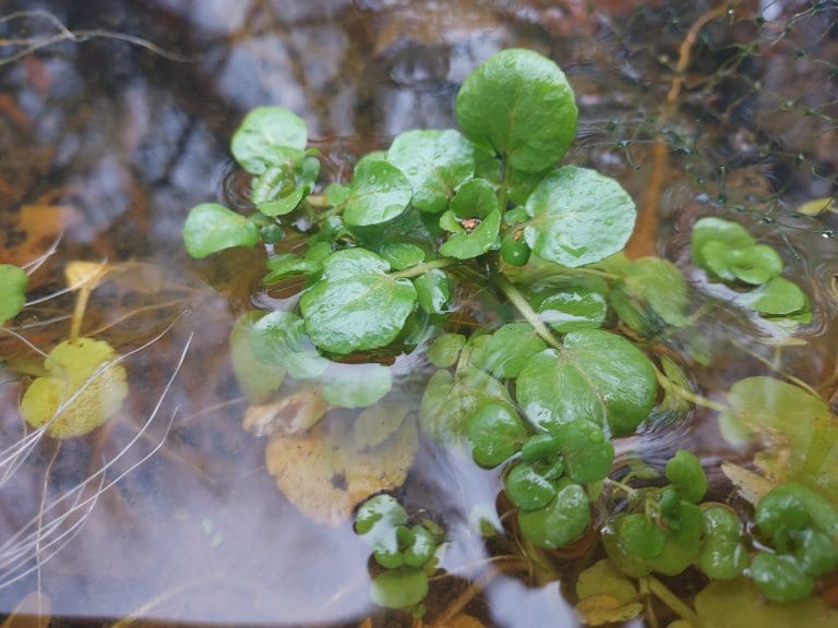 Watercress (Nasturtium officinale) Identification Guide