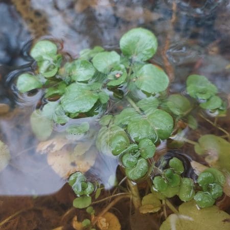 Watercress (Nasturtium officinale) Identification Guide
