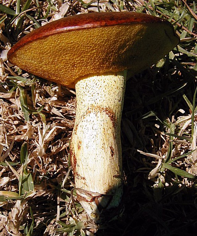 Weeping Bolete (Suillus granulatus) Identification