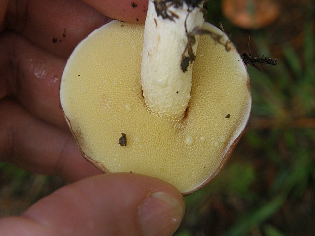 Weeping Bolete (Suillus granulatus) Identification