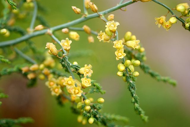 Wild Asparagus (Asparagus prostratus) Identification Guide