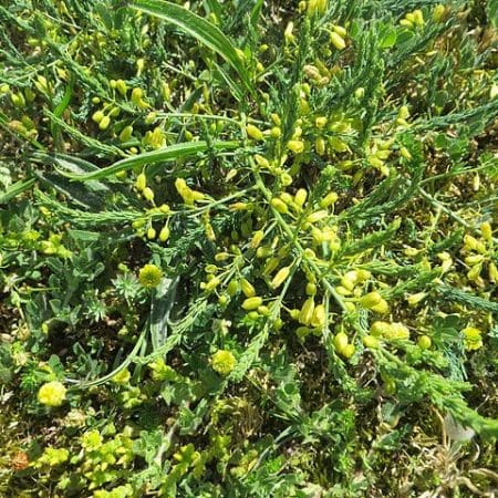 Wild Asparagus (Asparagus prostratus) Identification Guide