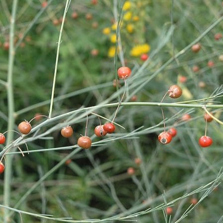 Wild Asparagus (Asparagus prostratus) Identification Guide