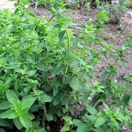 Wild Marjoram (Origanum vulgare) Identification Guide